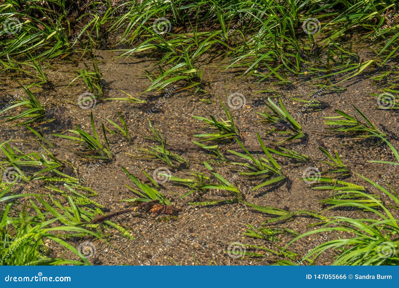 River bottom stock photo. Image of shallow, abstract - 147055666