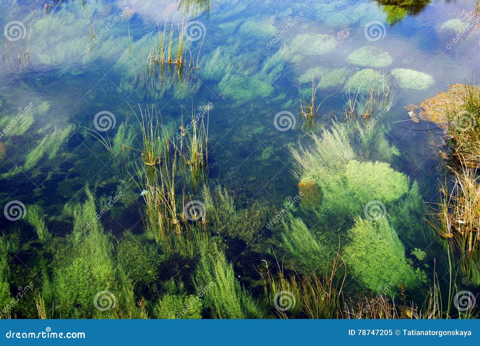 River bottom stock image. Image of herb, algae, green - 78747205