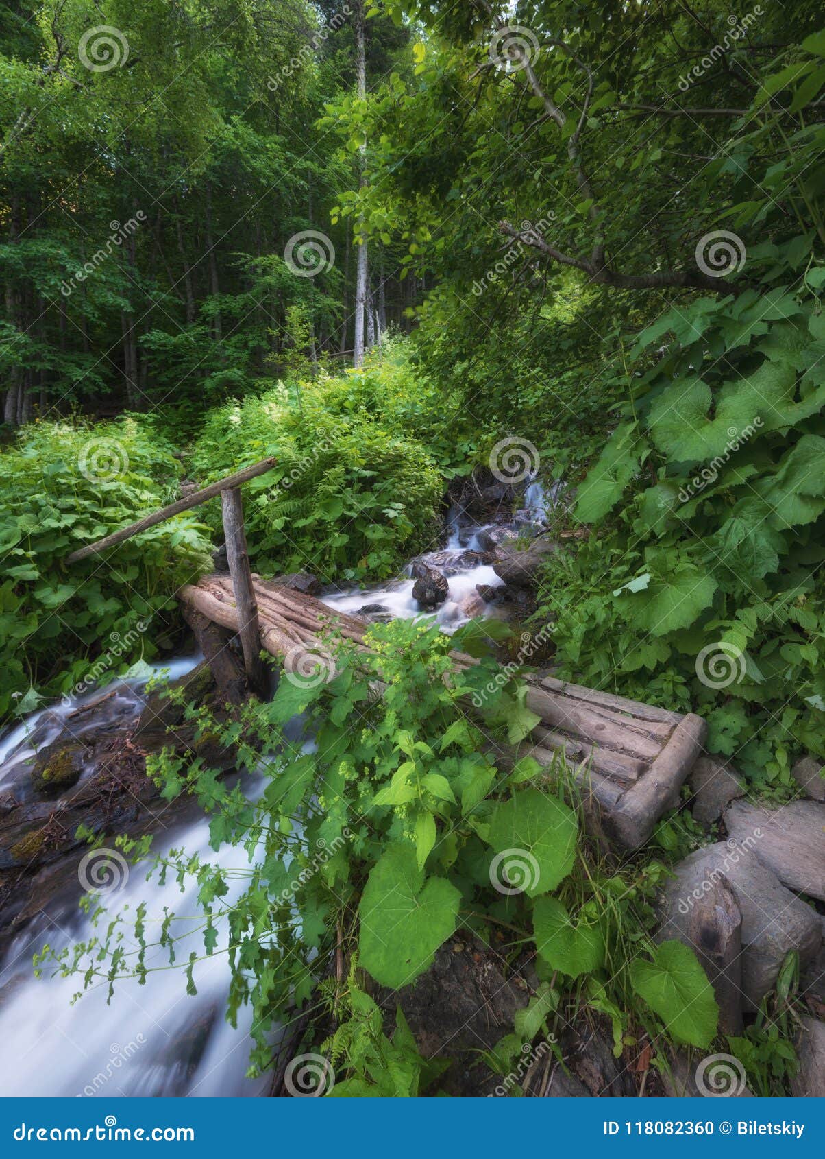 River and Bridge in the Forest Stock Photo - Image of forest, outdoor ...