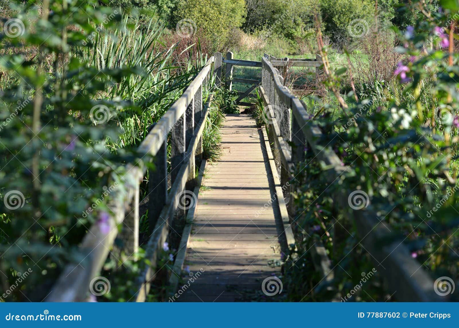 River bridge stock photo. Image of river, crossing, footbridge - 77887602