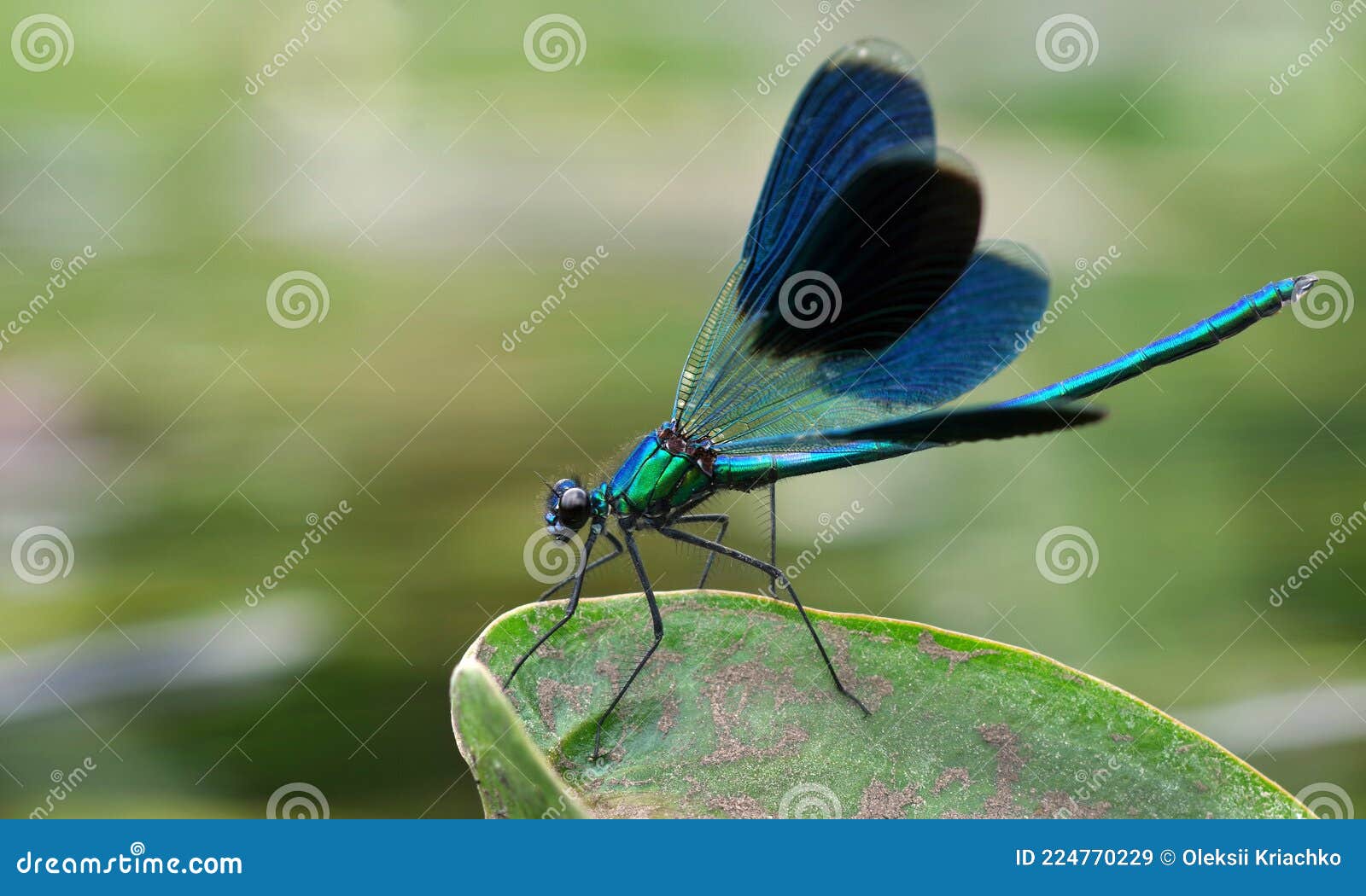 River Bright Blue Dragonfly Stock Image - Image of macro, detail: 224770229