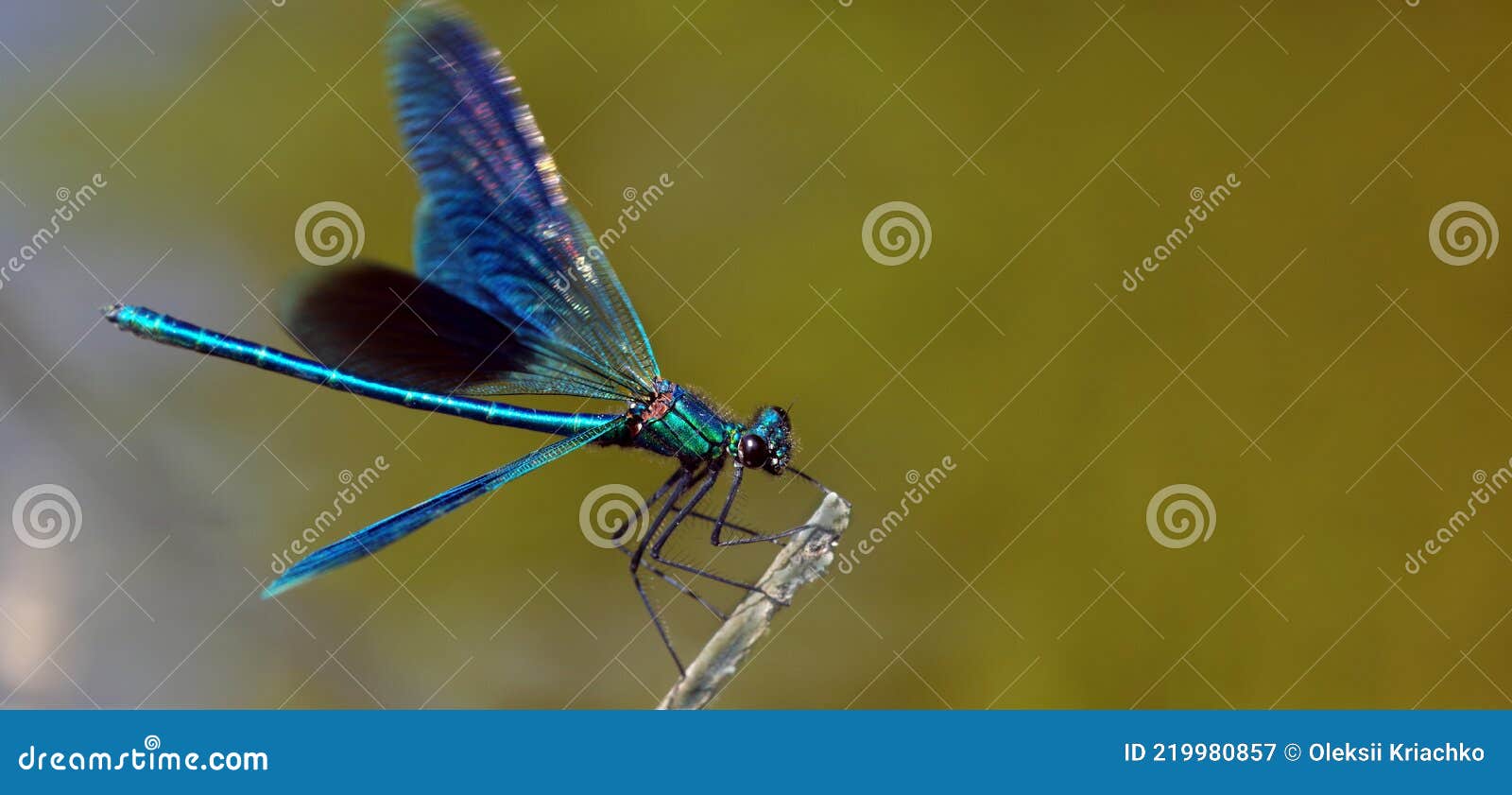 River Bright Blue Dragonfly Stock Image - Image of macro, eyes: 219980857
