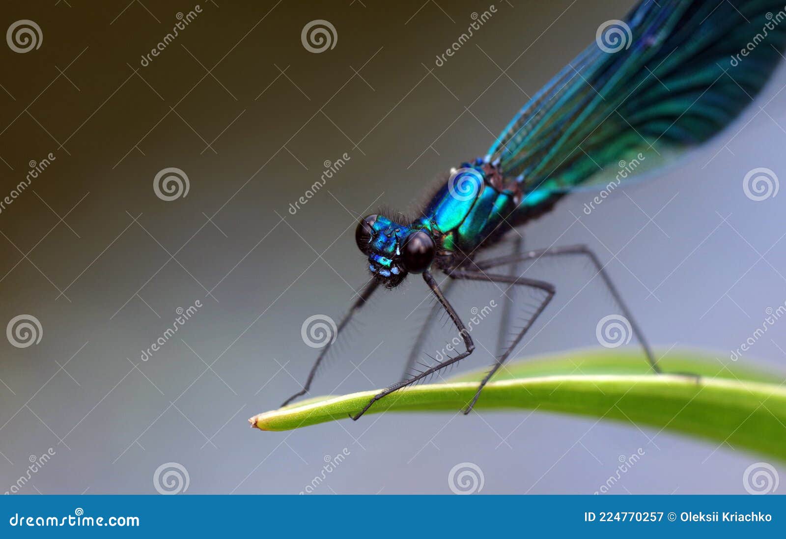 River Bright Blue Dragonfly Stock Image - Image of beauty, detail ...