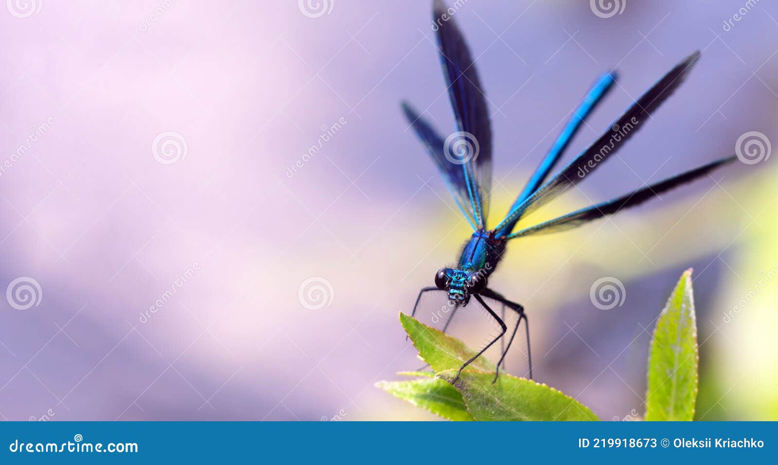 River Bright Blue Dragonfly Stock Image - Image of detail, macro: 219918673