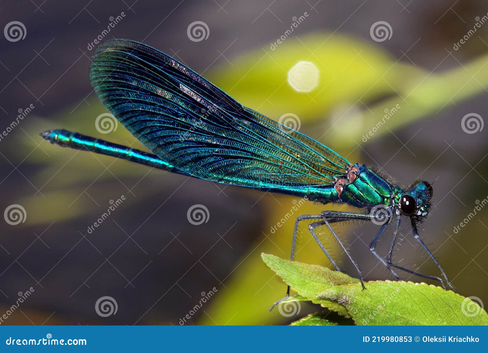 River Bright Blue Dragonfly Stock Image - Image of environment, detail ...
