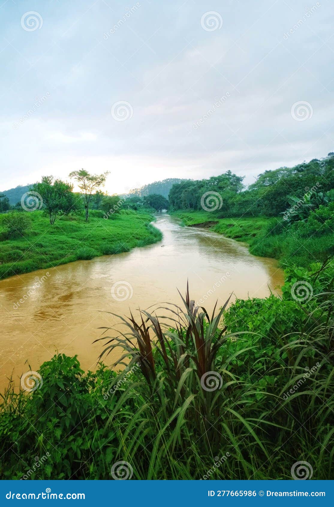 The river in the bush stock photo. Image of nature, bush - 277665986