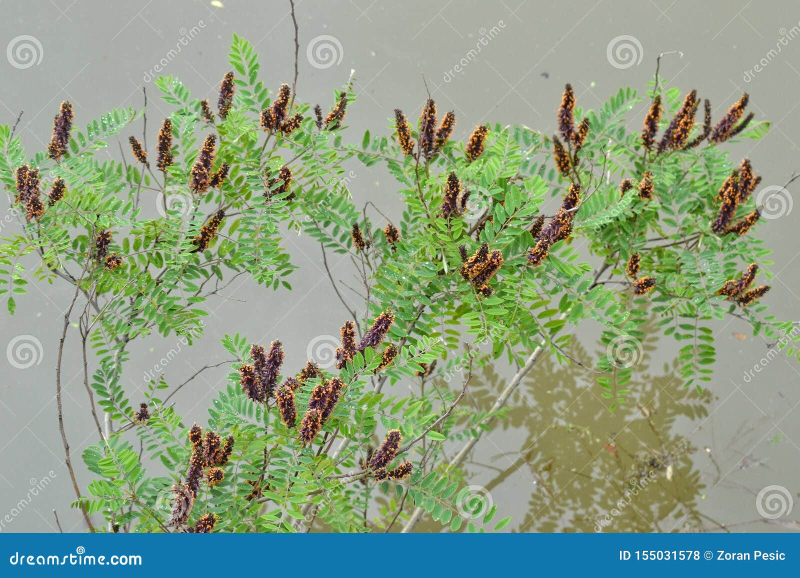 River bush stock photo. Image of bush, nature, spring - 155031578