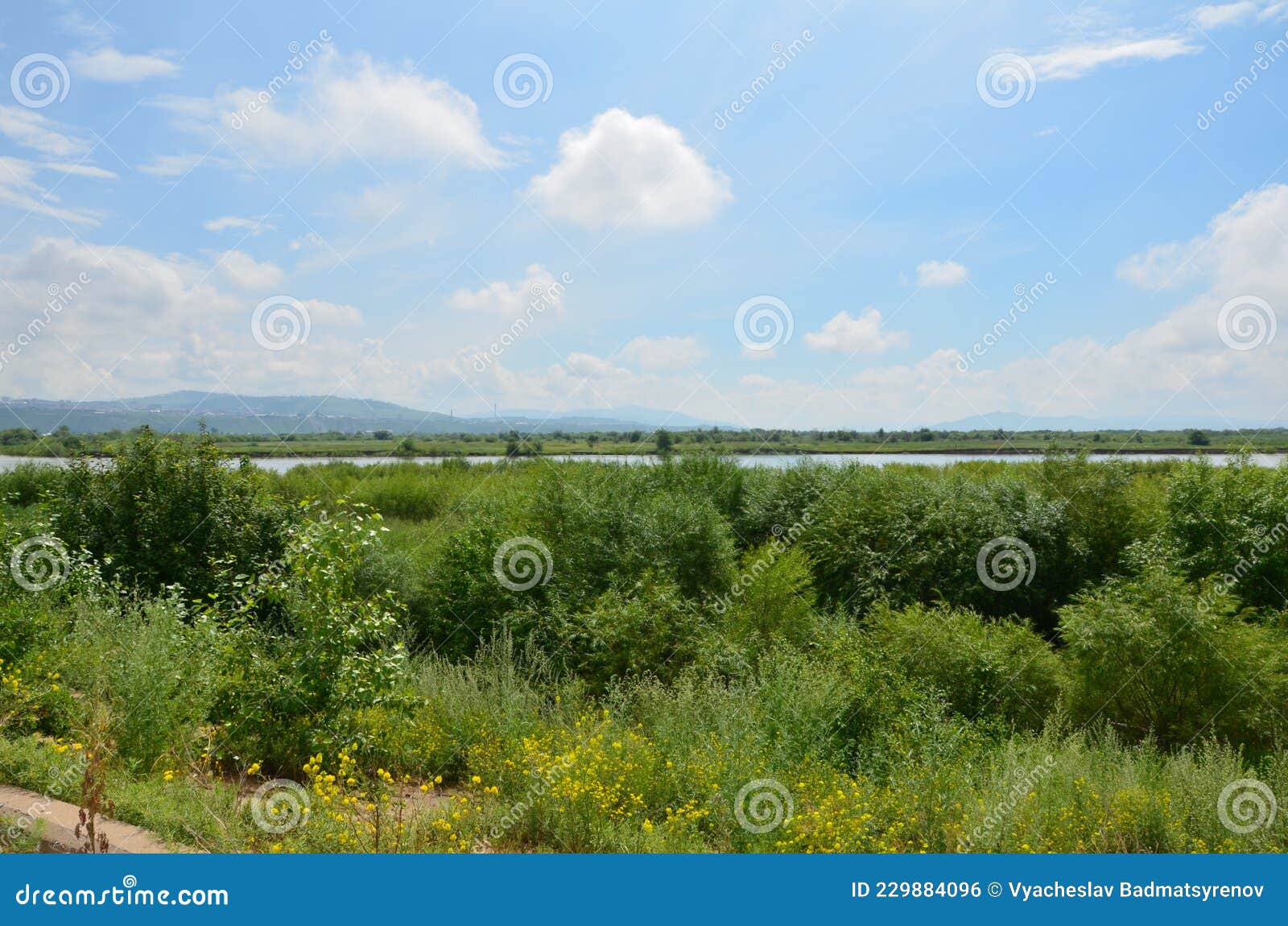 A river with bushes plain stock photo. Image of placid - 229884096