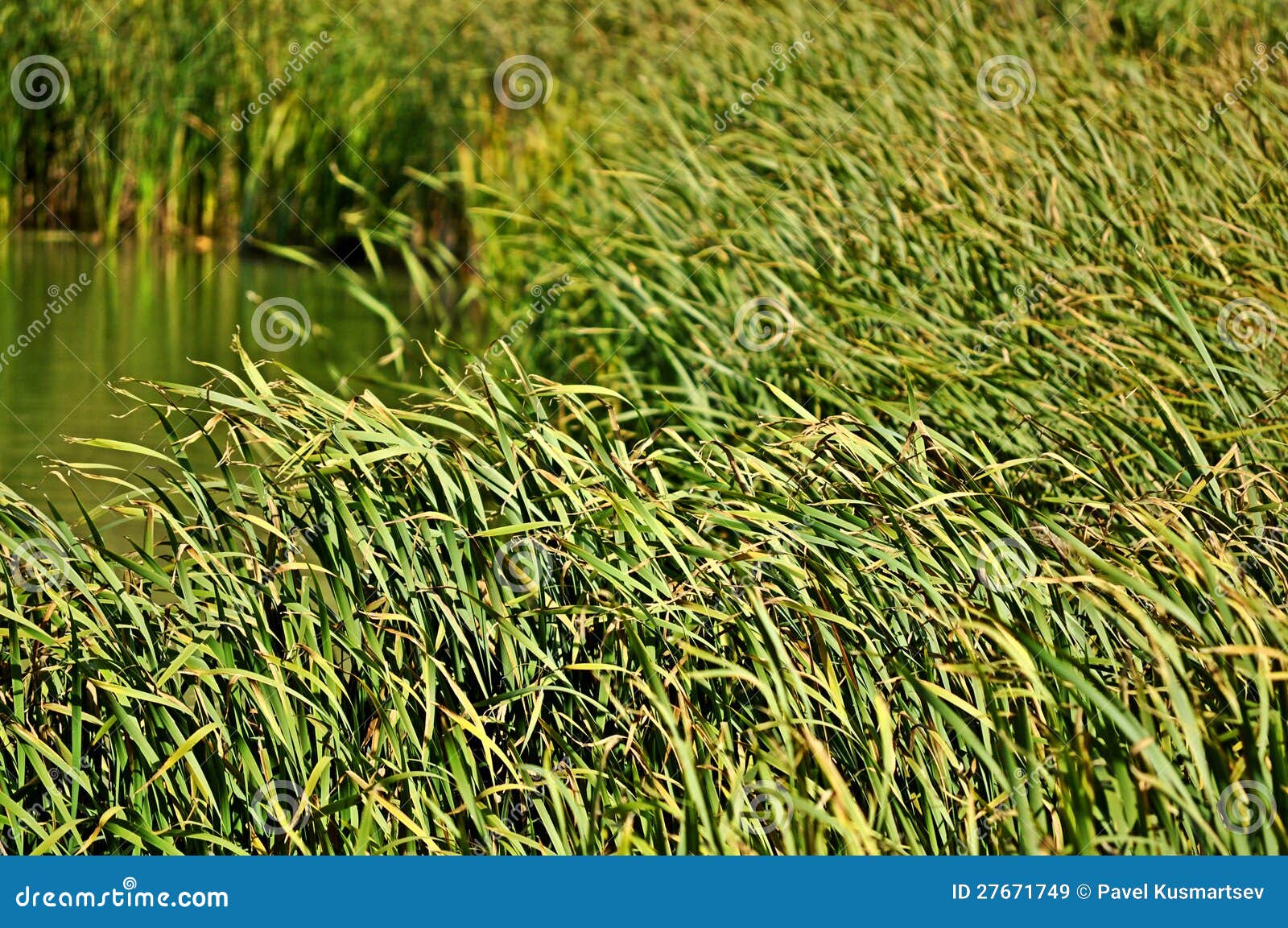 River Cane Or Arundinaria Gigantea In Eastern Oklahoma Royalty-Free ...