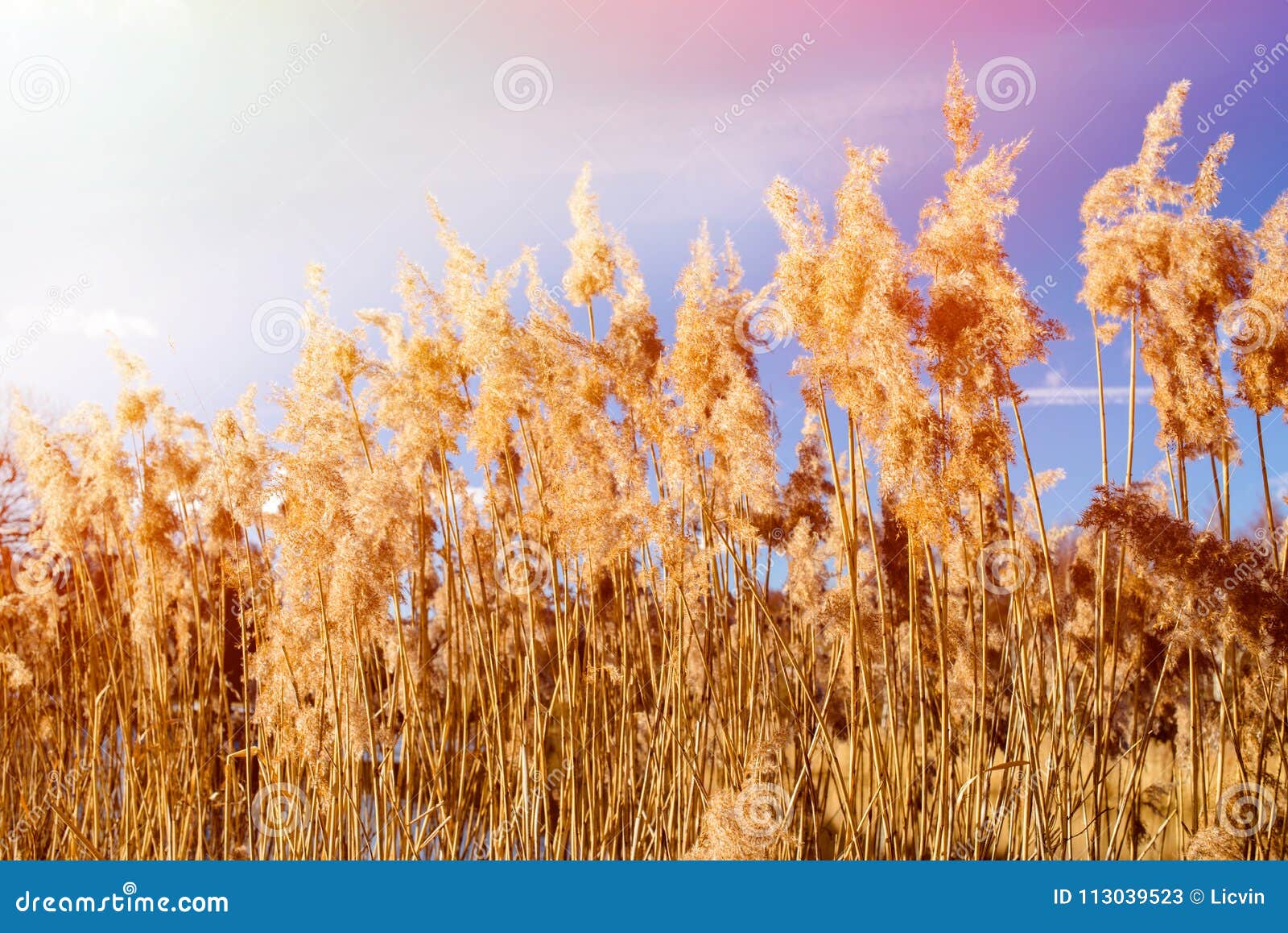 River Cane Or Arundinaria Gigantea In Eastern Oklahoma Royalty-Free ...