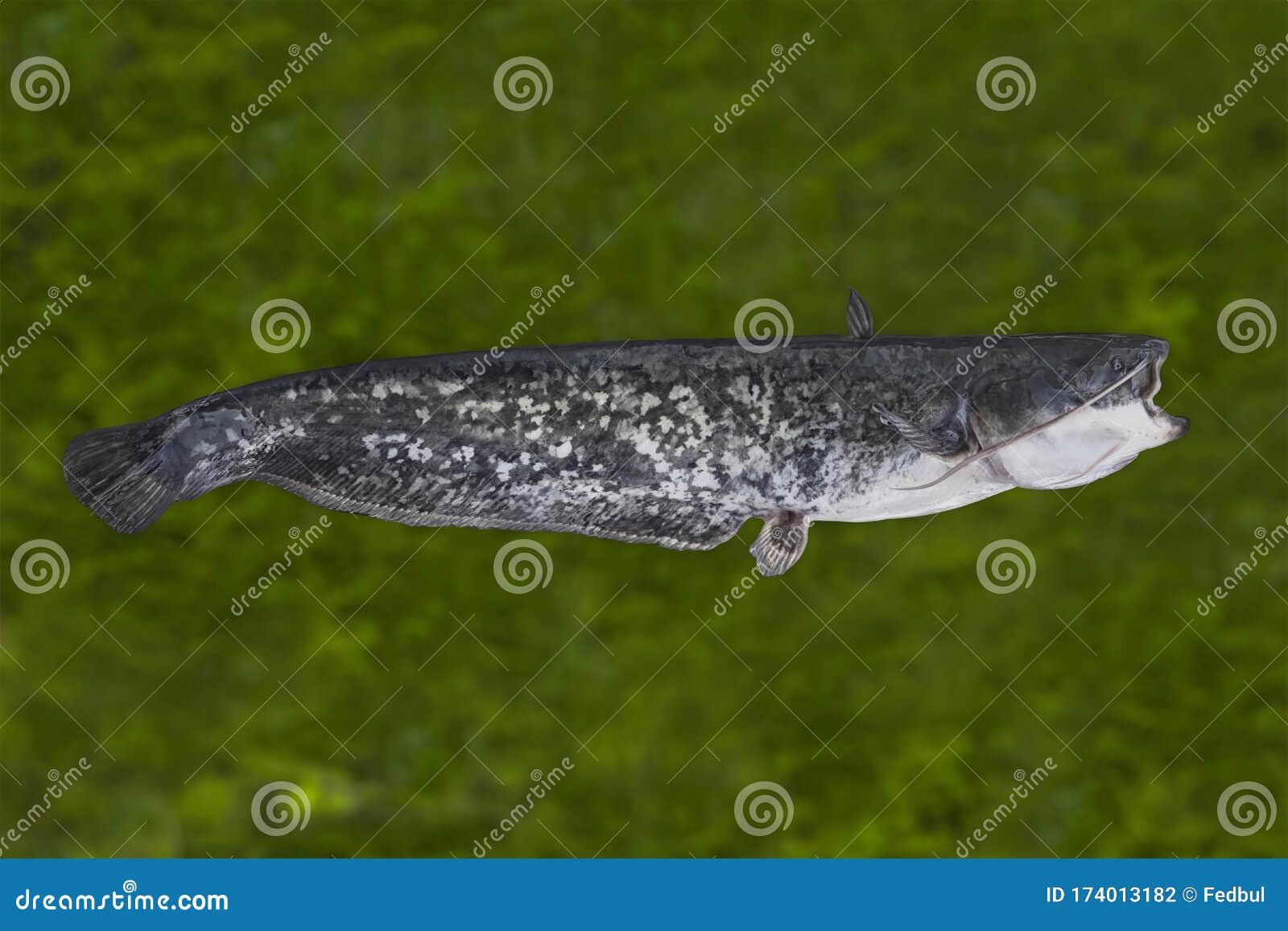 River Catfish. Alive Fresh Fish Isolated On Natural Green Background ...