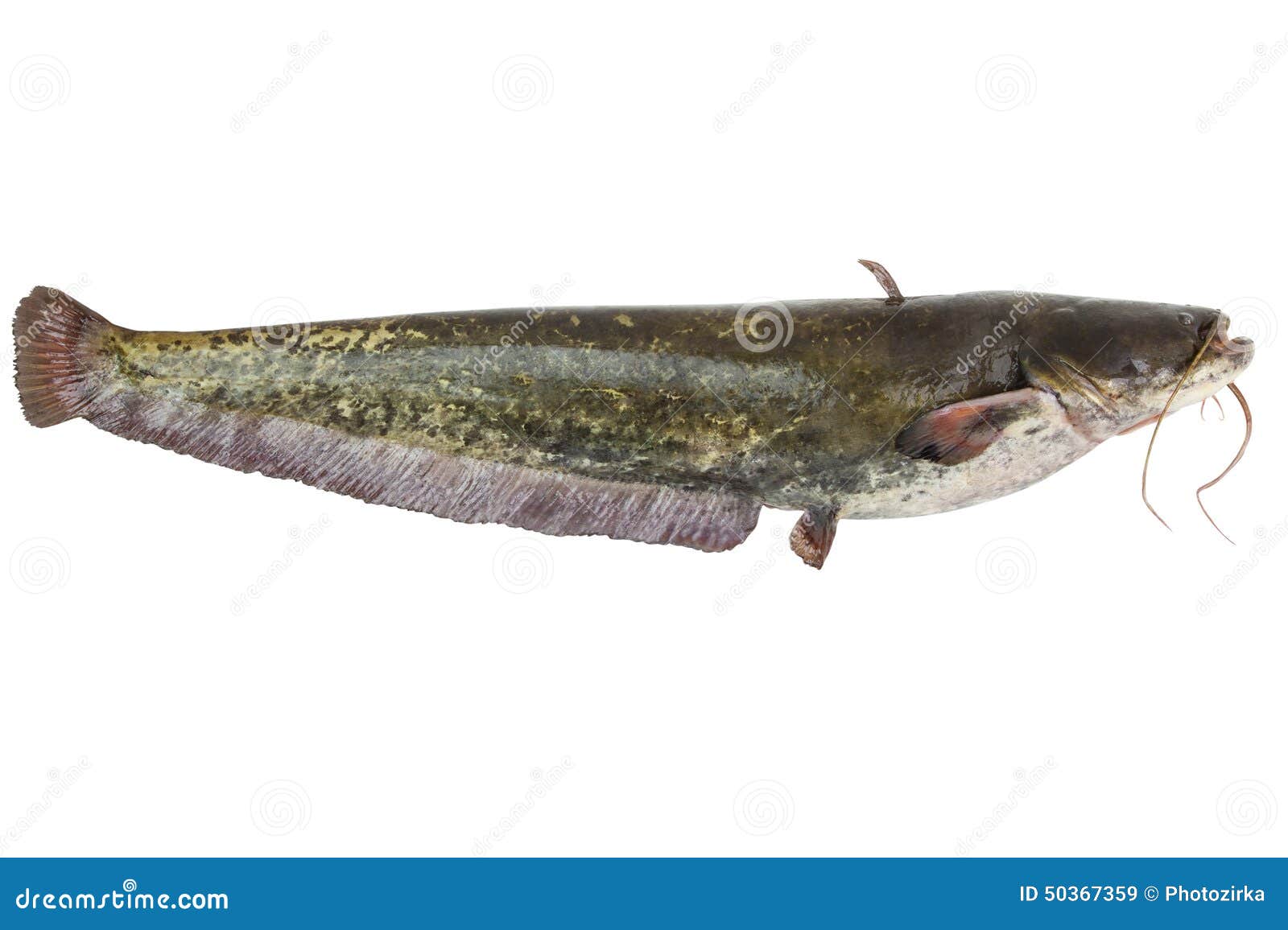 River Catfish. Alive Fresh Fish Isolated On Natural Green Background ...
