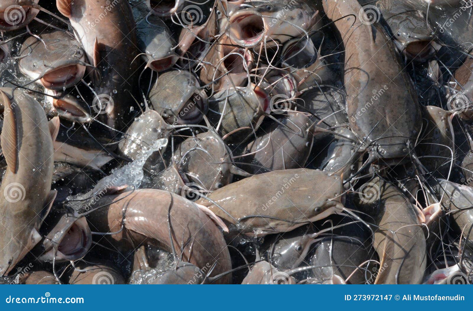 The River Catfish Isolated in Market. Texture Pattern on Catfish. Top ...