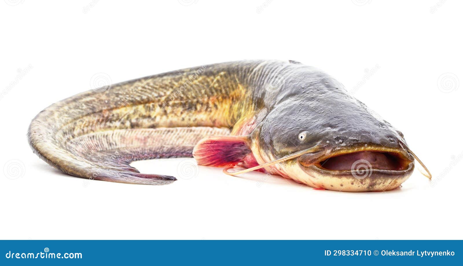 River Catfish. Alive Fresh Fish Isolated On Natural Green Background ...