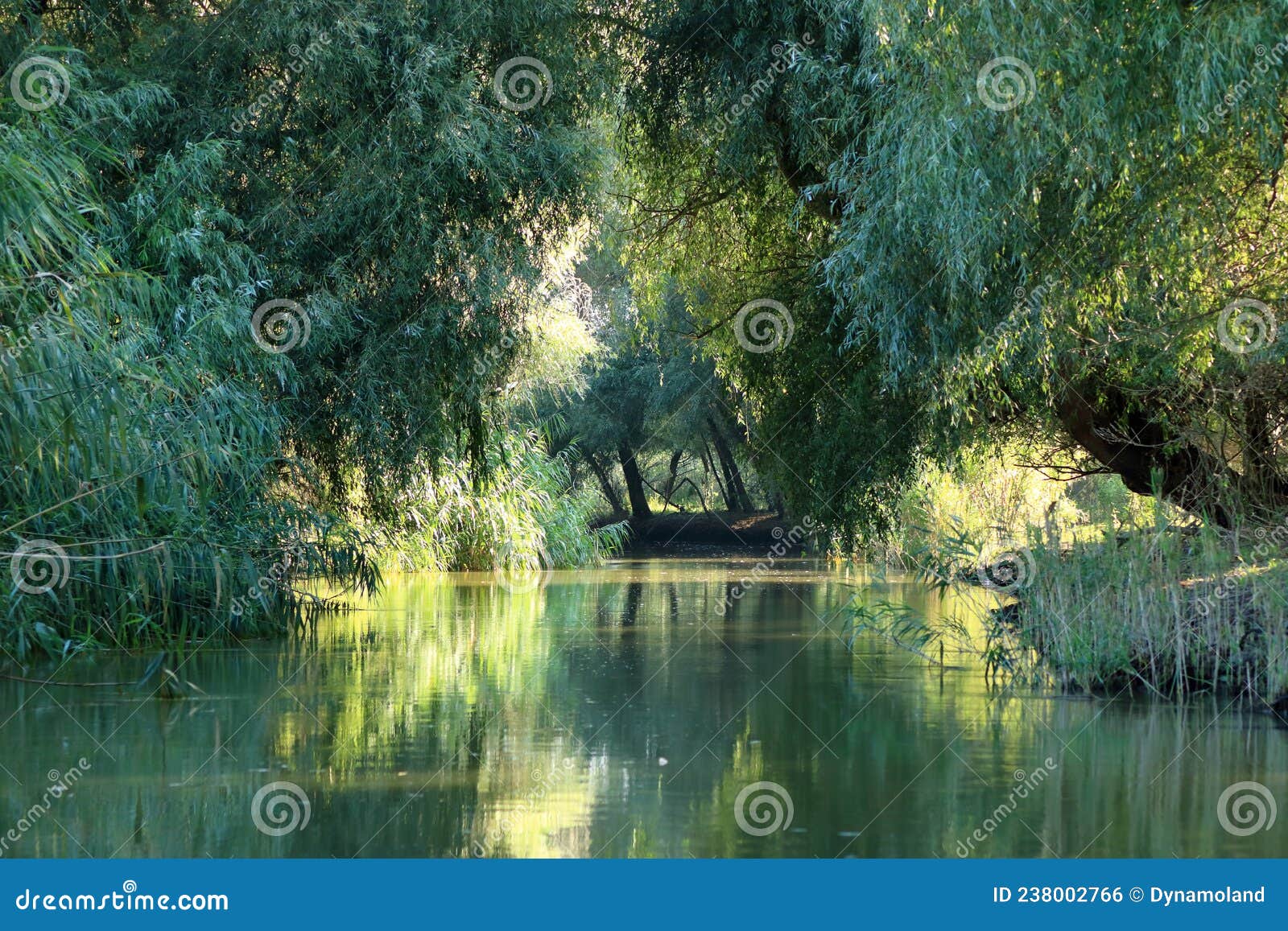 A River Channel with Forest in Danube Delta, Romania Stock Photo ...