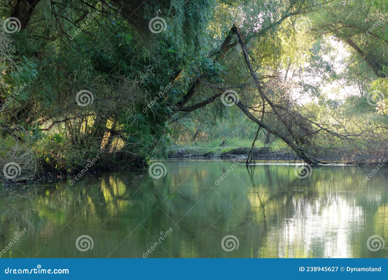 A River Channel with Forest in Danube Delta, Romania Stock Image ...