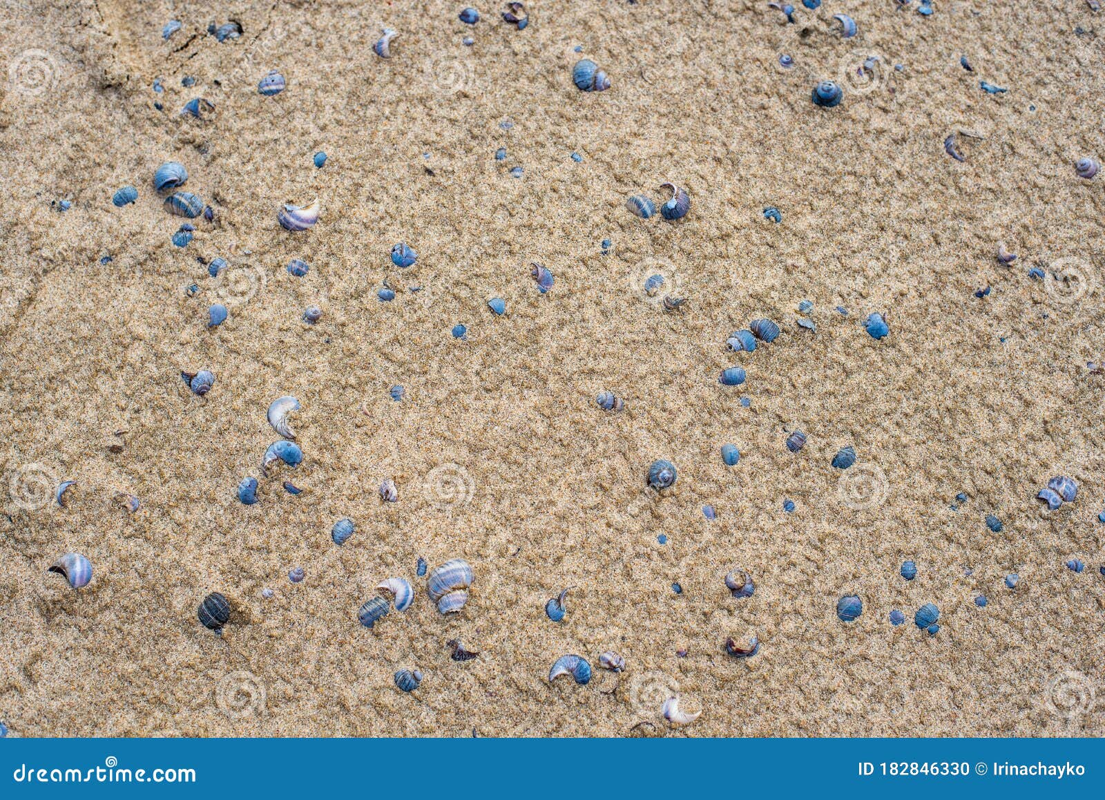 River Shell on the Wet River Sand Background Stock Photo - Image of ...