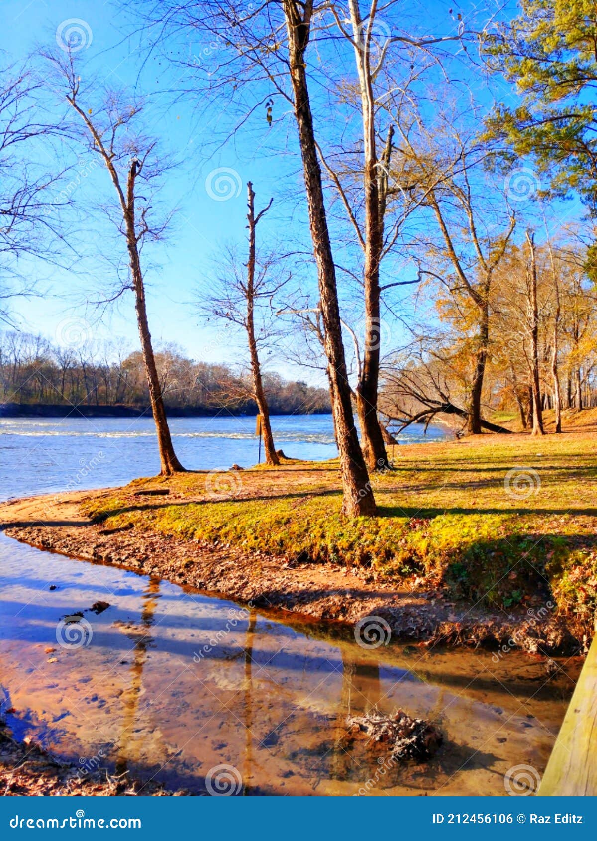 A River and Clean Water and Evergreen Forest Stock Photo - Image of ...