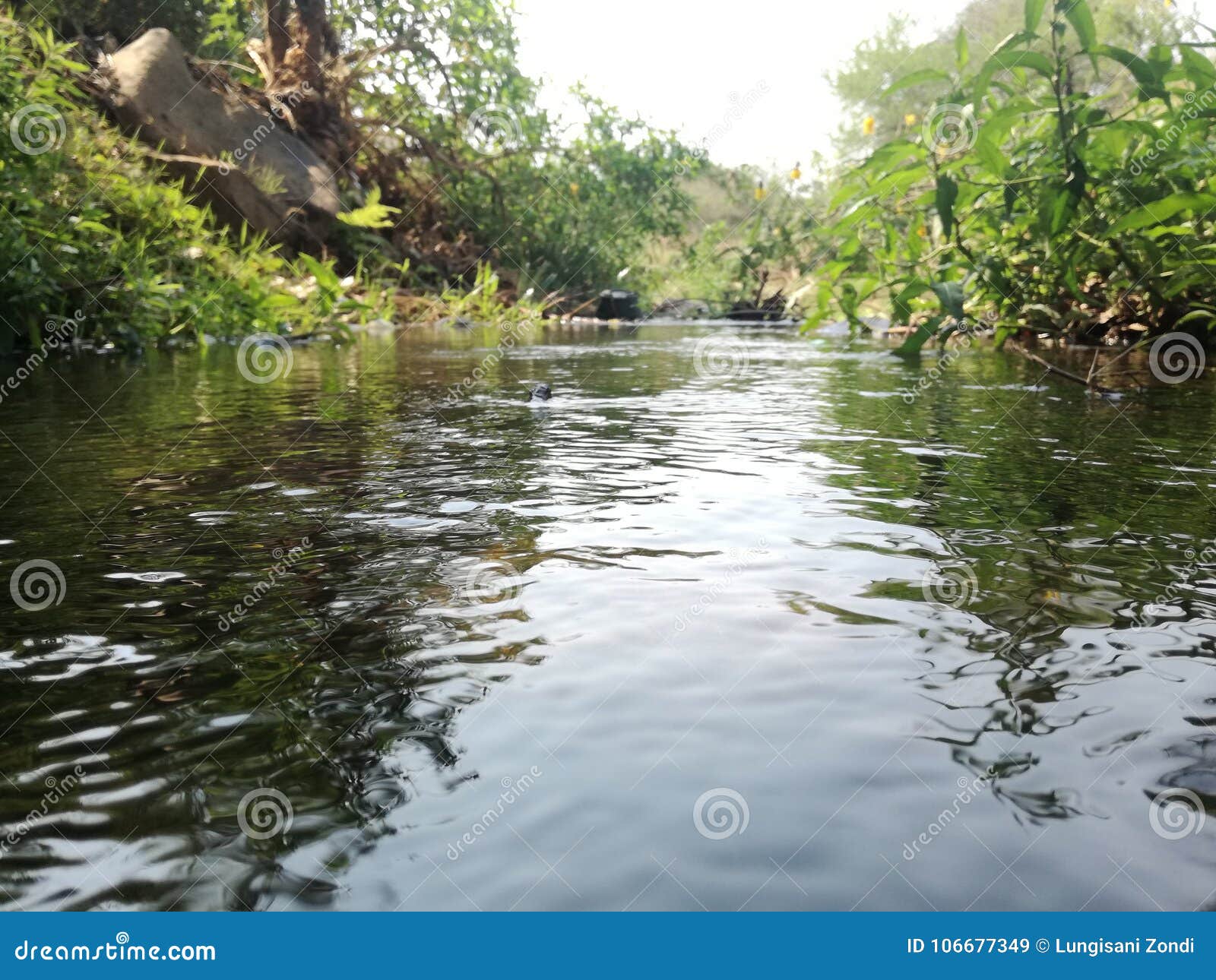 River closeup stock image. Image of river, closeup, view - 106677349