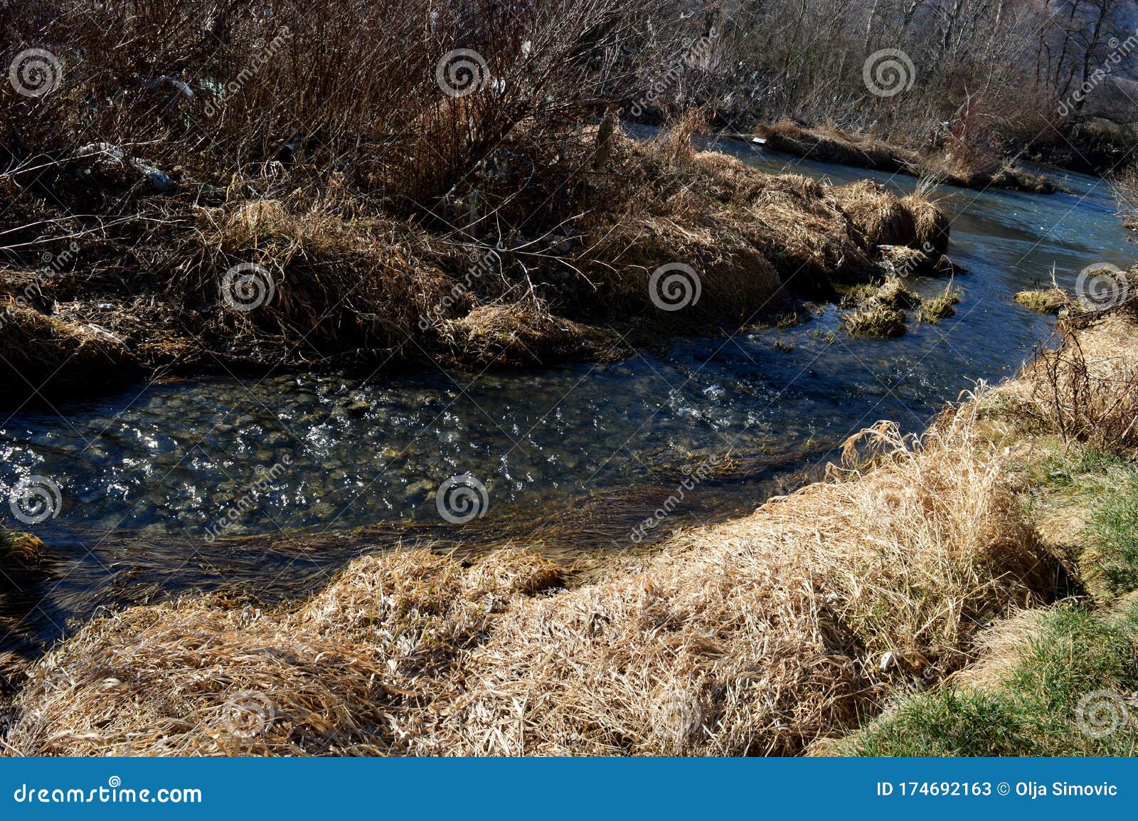 River and coast stock image. Image of branches, water - 174692163
