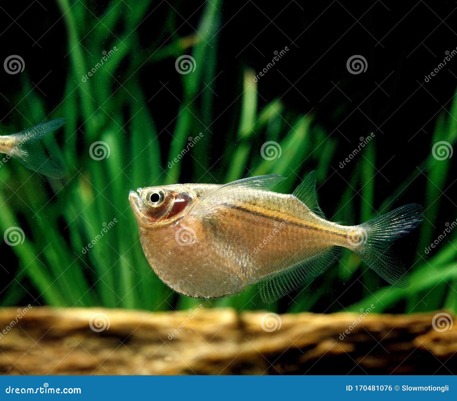 Common Hatchetfish - Gasteropelecus Sternicla Royalty-Free Stock Photo ...