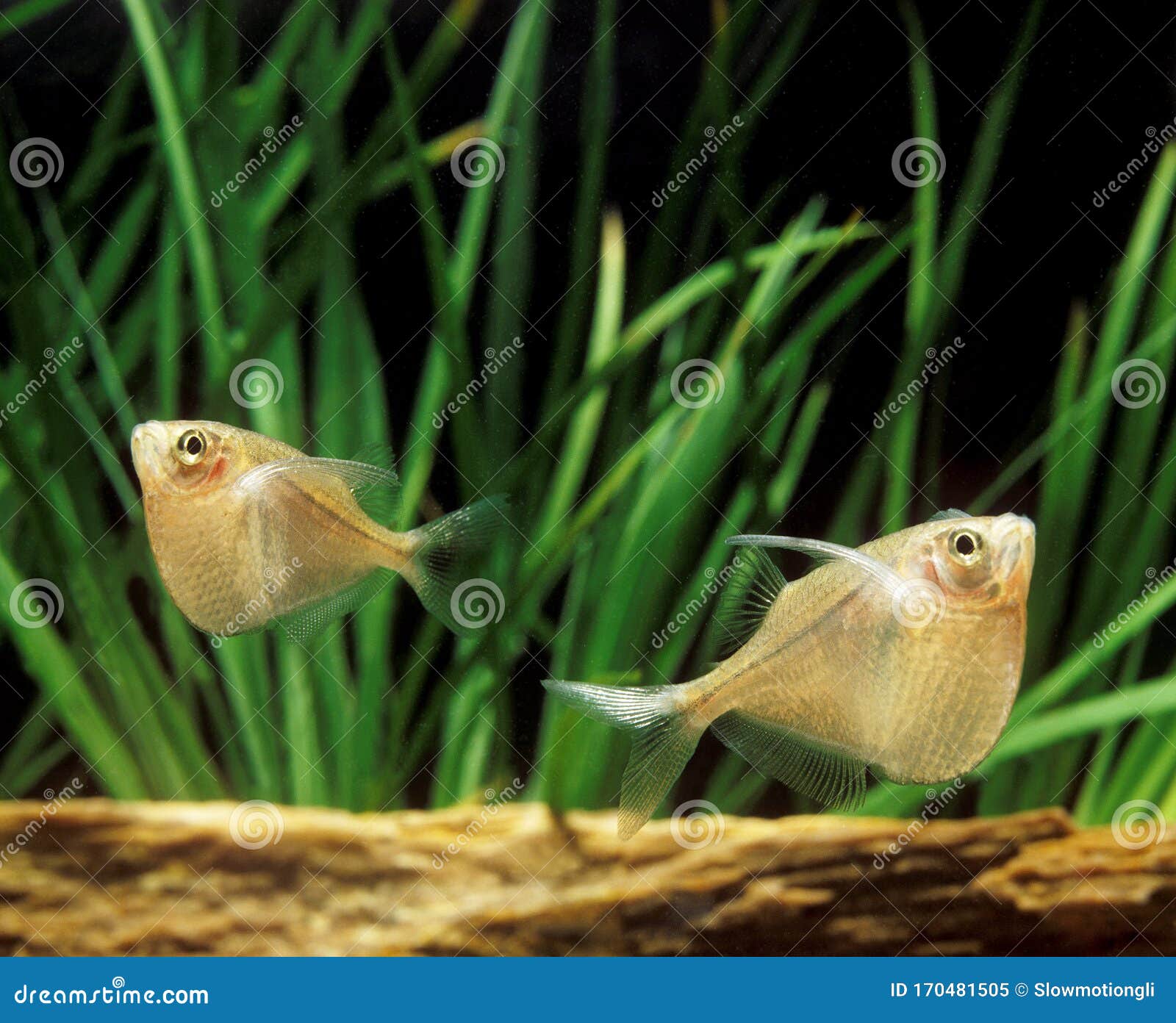Common Hatchetfish - Gasteropelecus Sternicla Royalty-Free Stock Photo ...