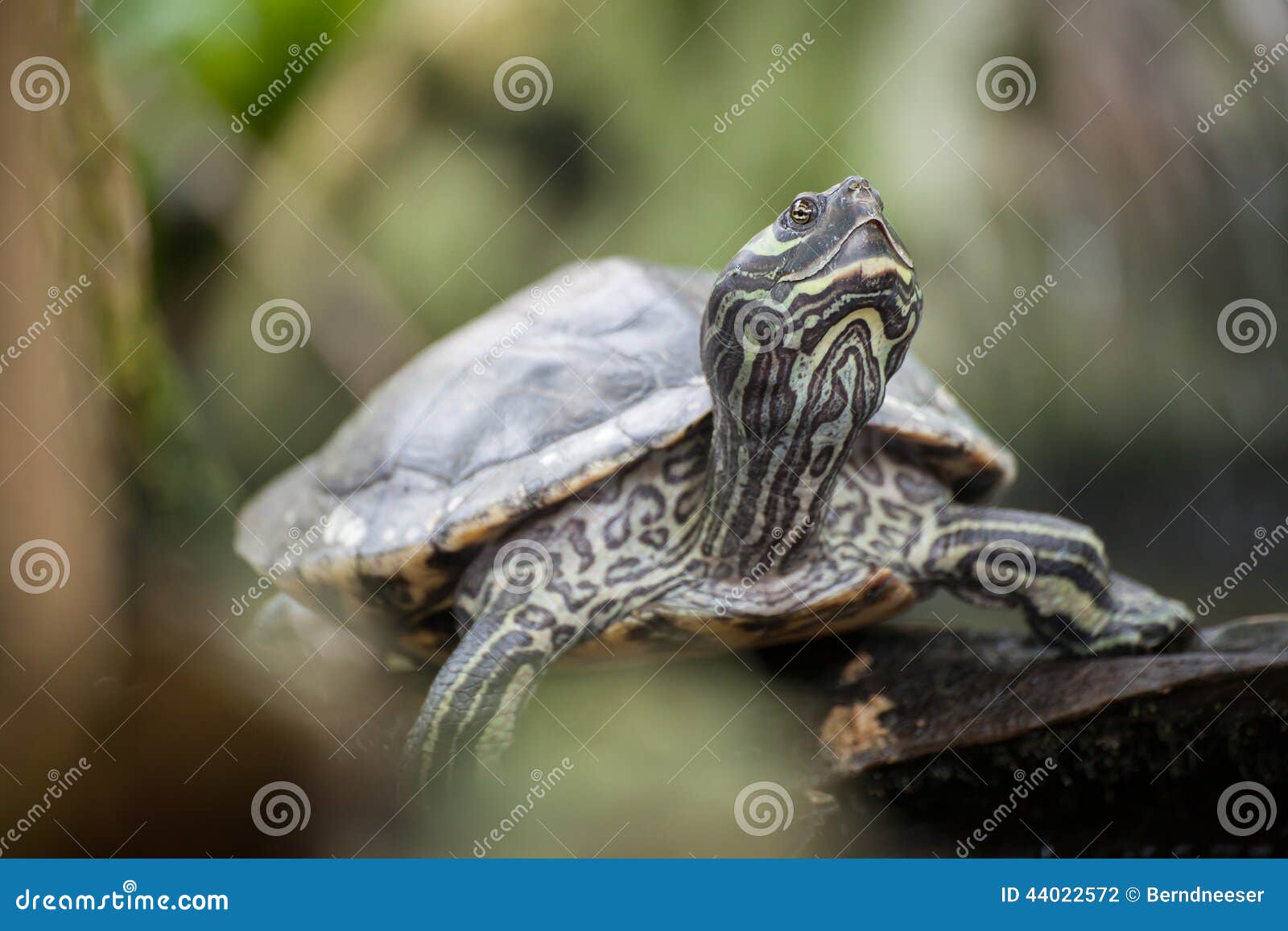 River - a Freshwater Turtle Native To Florida Stock Photo - Image of ...