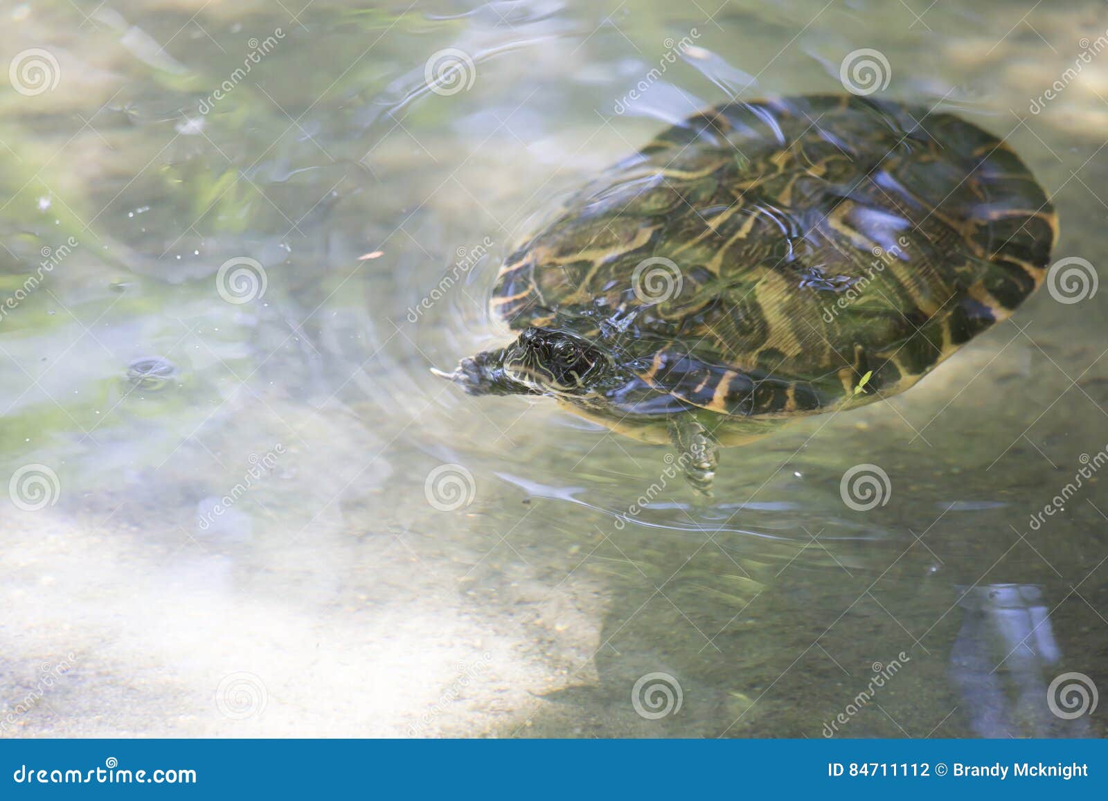 River Turtle stock photo. Image of biology, beautiful - 84711112