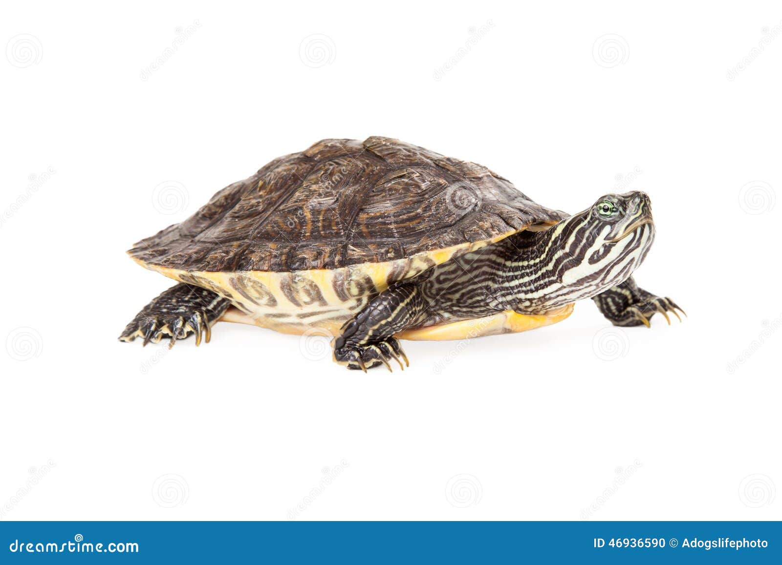 River Turtle Side View stock photo. Image of reptile - 46936590