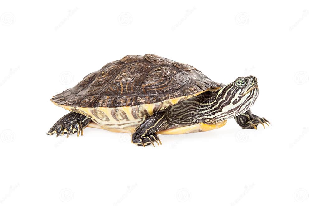 River Turtle Side View stock photo. Image of reptile - 46936590