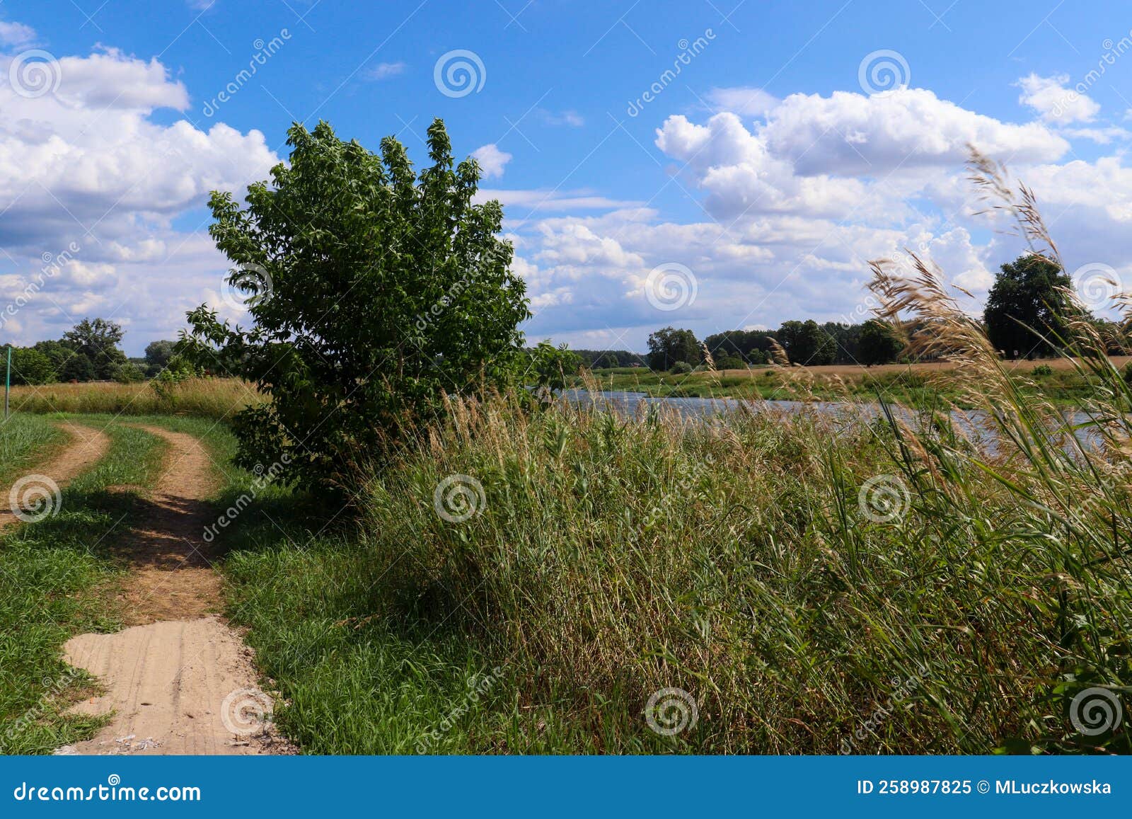 A river on the countryside stock image. Image of flower - 258987825