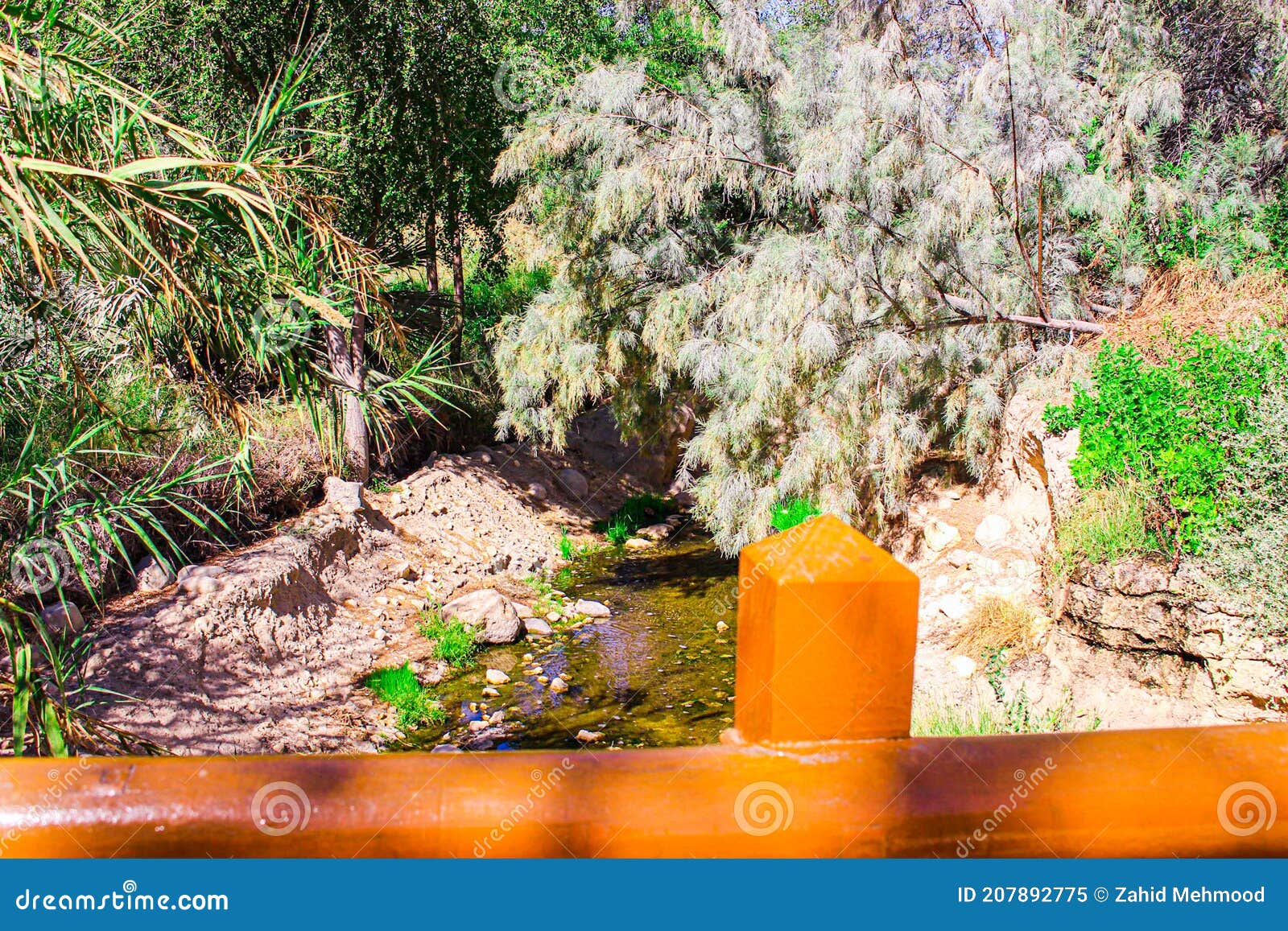 A River Covered with Different Type of Trees Stock Image - Image of ...