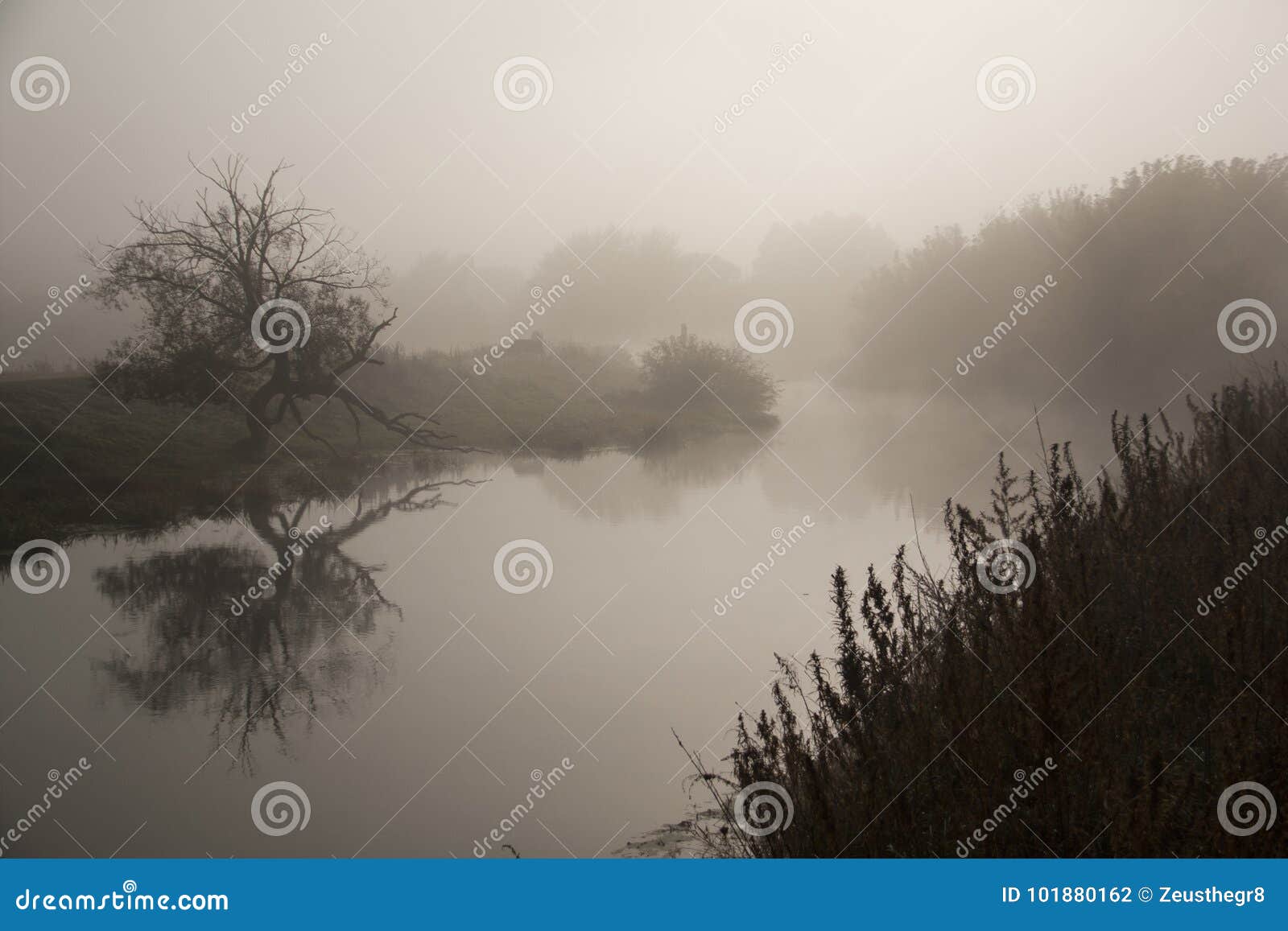 Tree at the River with Reflection Stock Photo - Image of tranquil, dawn ...
