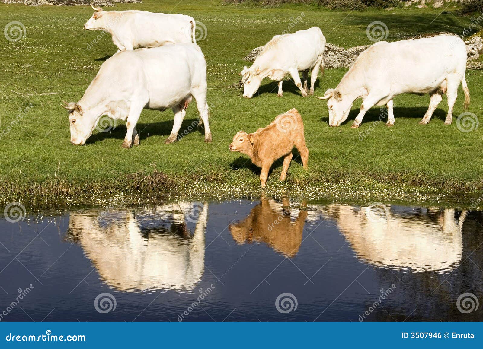 River cows stock photo. Image of beach, farm, river, nature - 3507946
