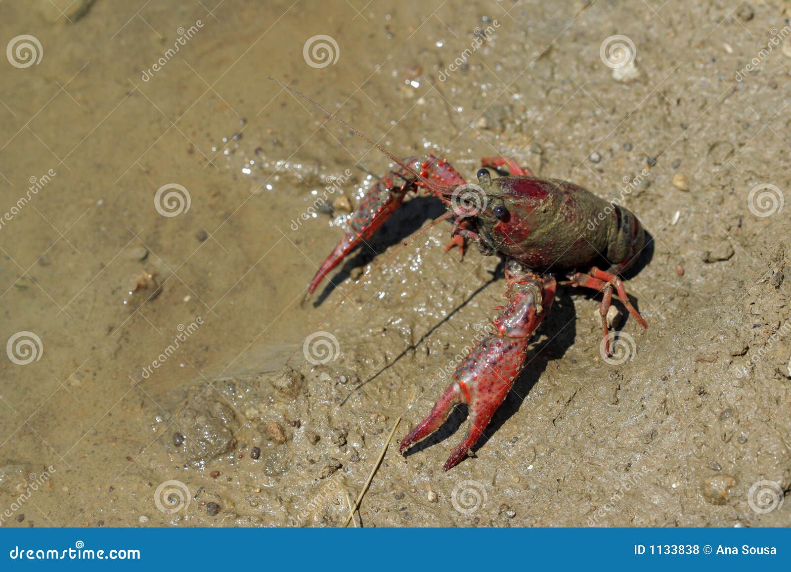 River crab stock photo. Image of slim, food, lobster, proteins - 1133838