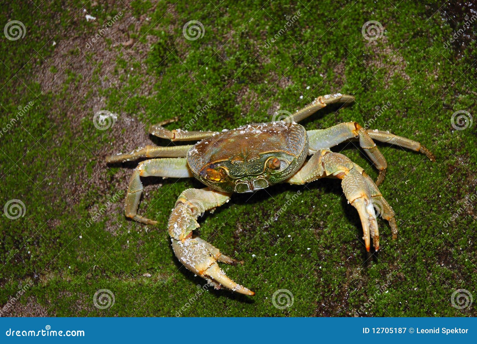 River Crab. stock image. Image of breakfast, freakish - 12705187