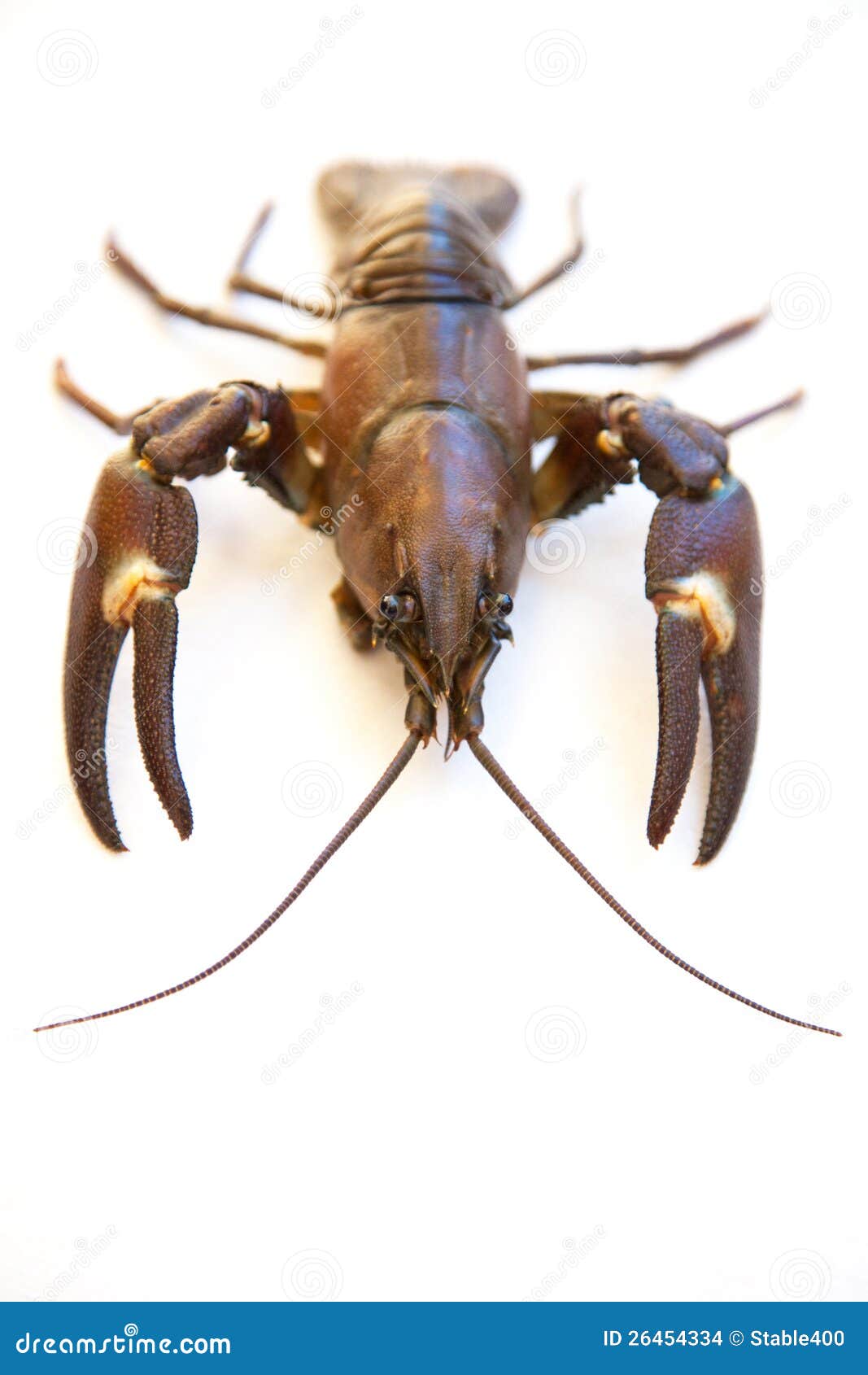 River crab stock photo. Image of crustacean, food, cuirass - 26454334