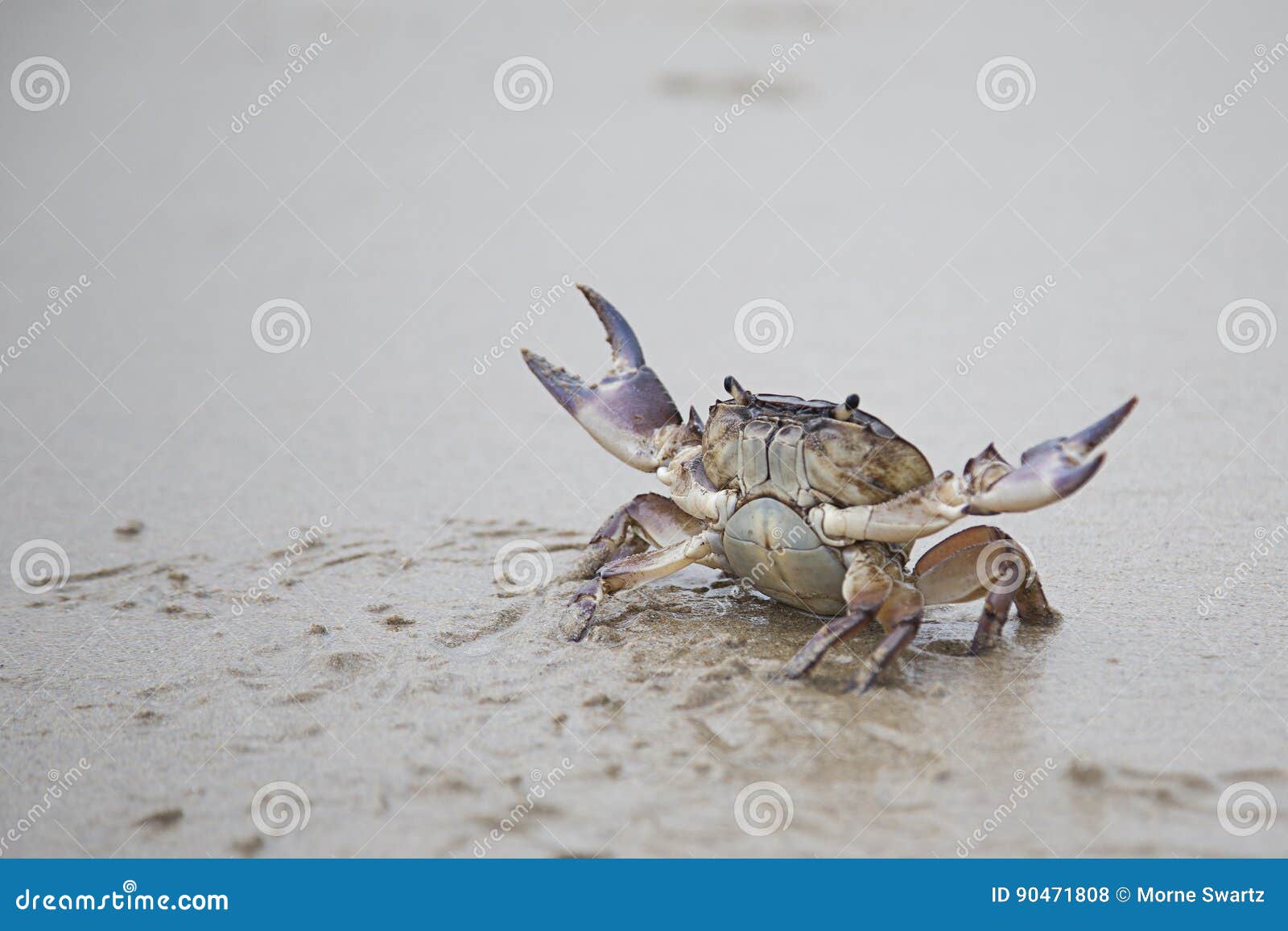 River Crab stock photo. Image of crustacean, natural - 90471808