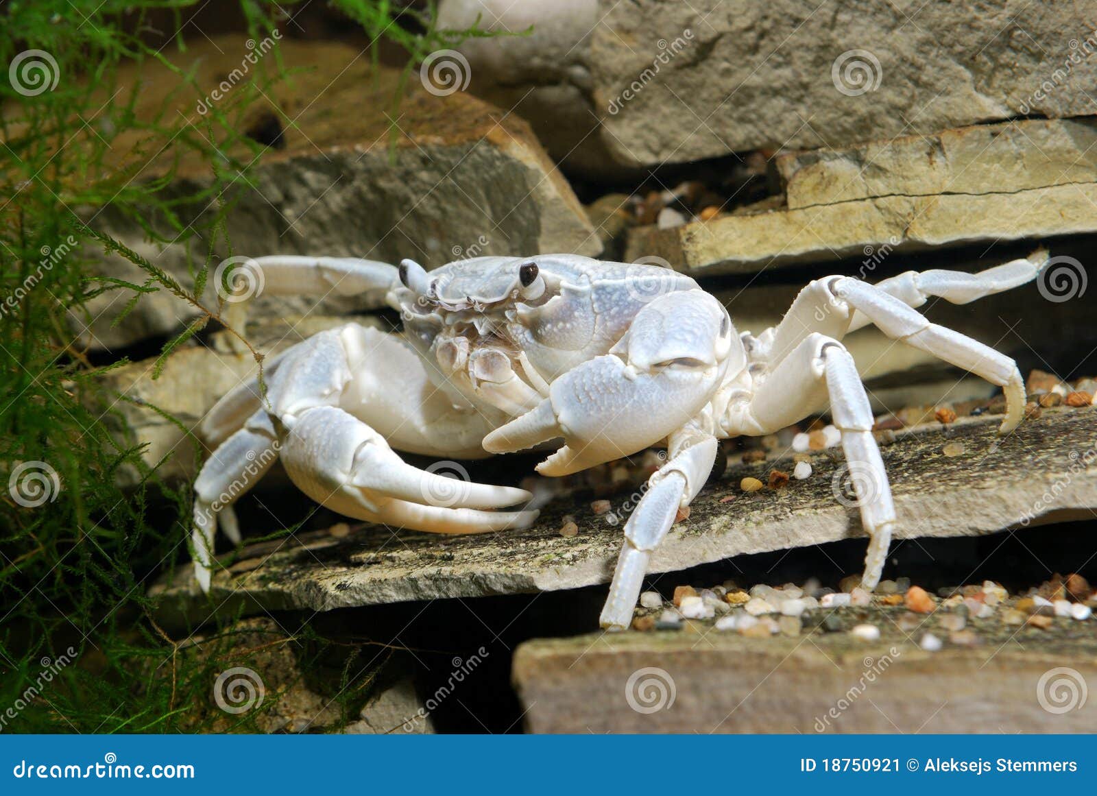River crab Potamon sp. stock image. Image of close, invertebrate - 18750921