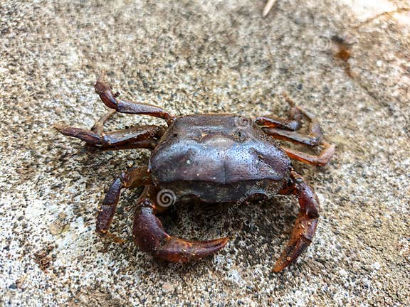 A river crab on a rock stock photo. Image of edible - 297424190