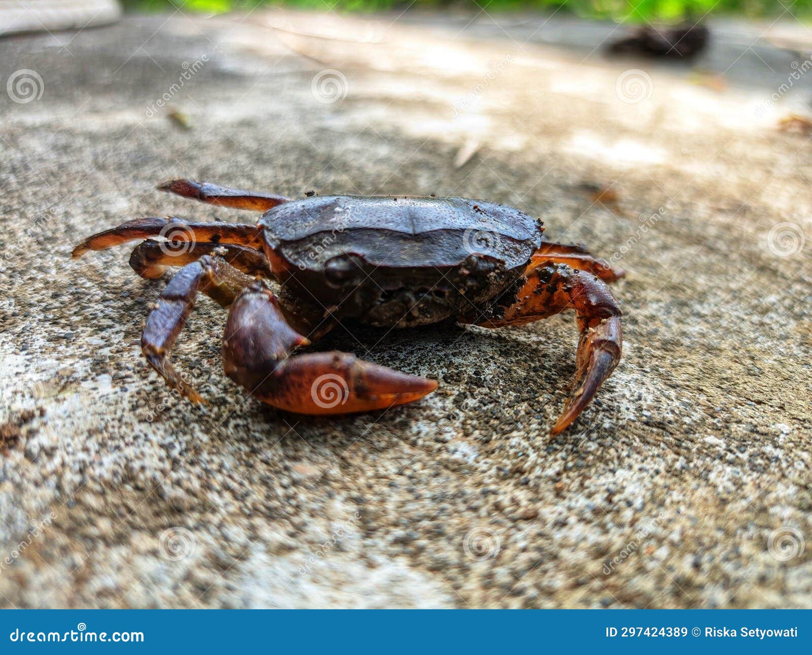 A river crab on a rock stock image. Image of food, beautiful - 297424389