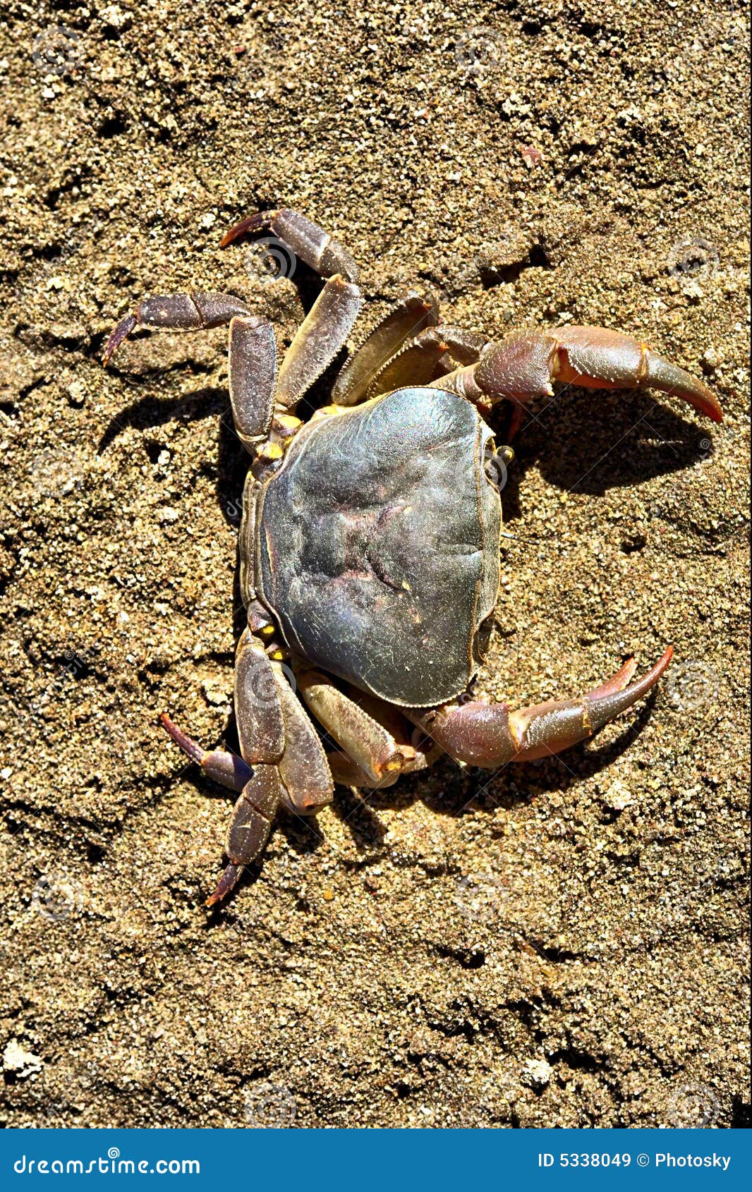 River crab on sand stock image. Image of nature, macro - 5338049