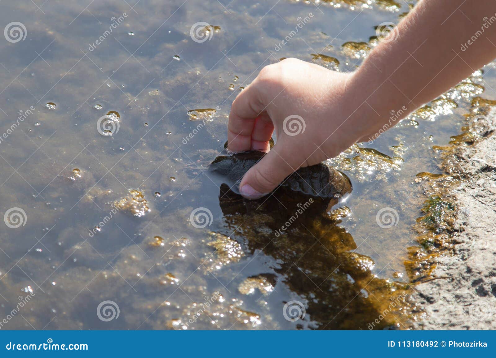 River crawfish is set free stock photo. Image of fishery - 113180492