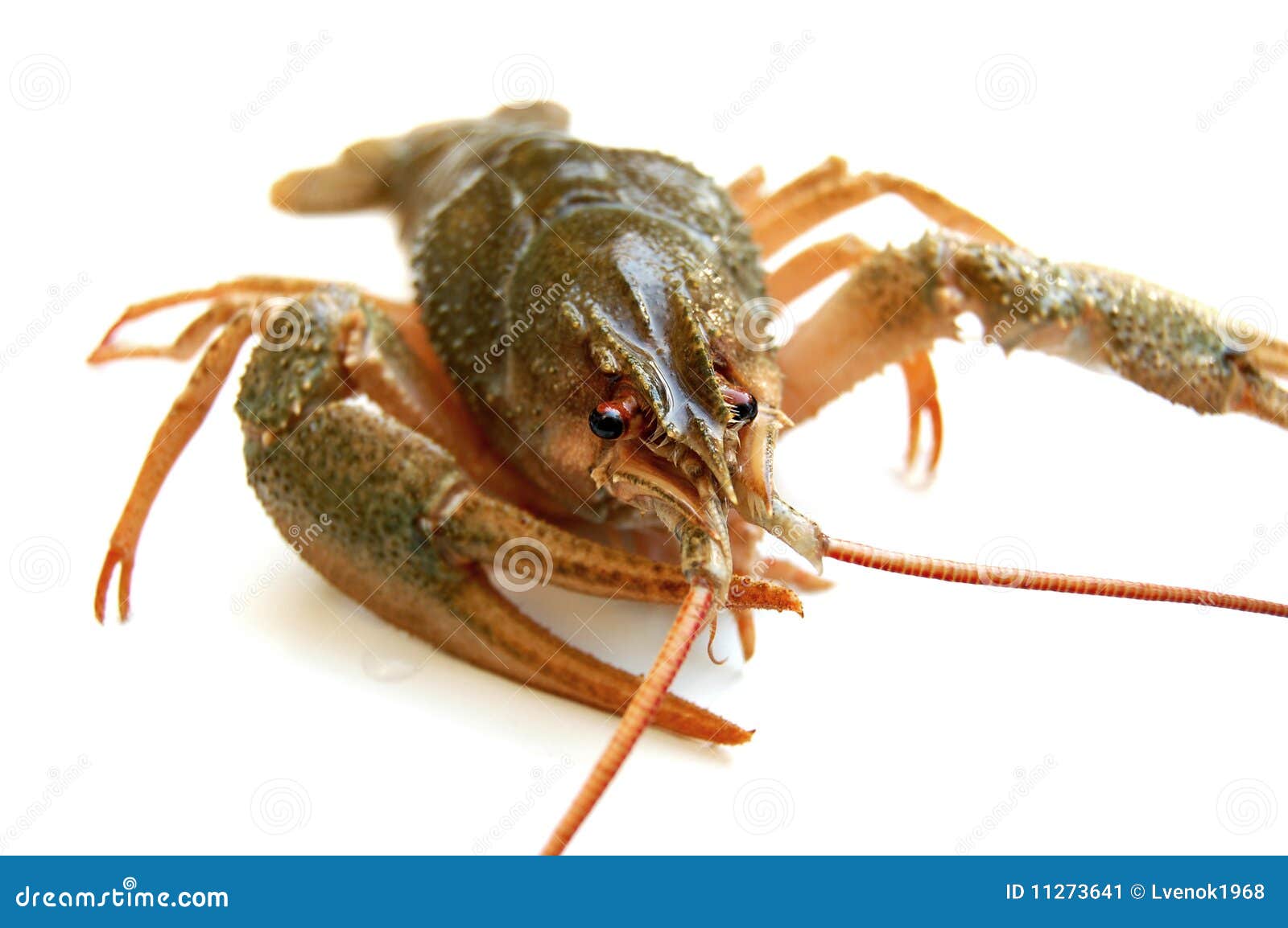 River crayfish stock image. Image of wildlife, macro - 11273641