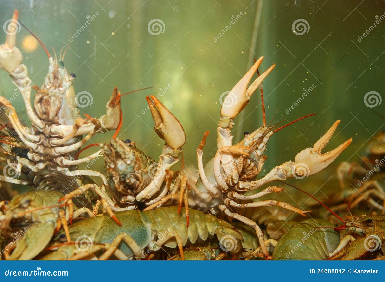 River crayfish stock photo. Image of quadricarinatus - 24608842