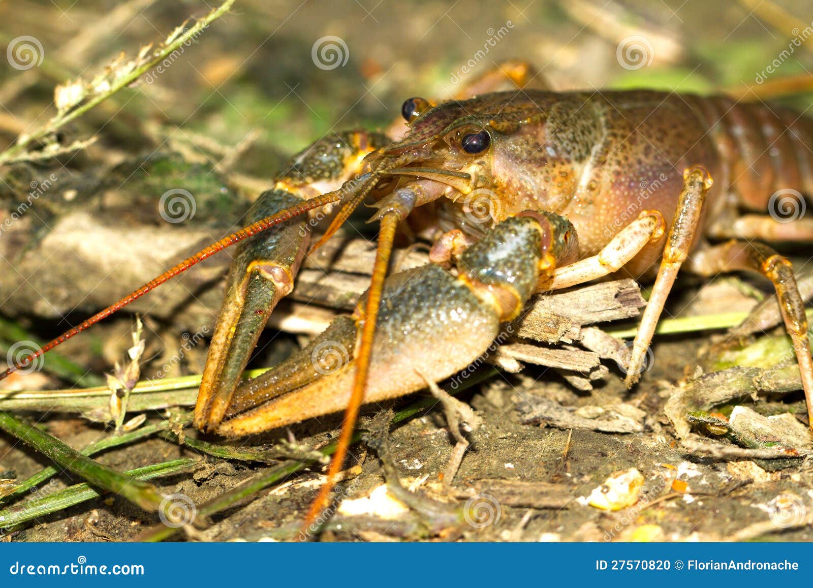 River Crayfish / Astacus Fluviatilis Stock Photo - Image of freshwater ...