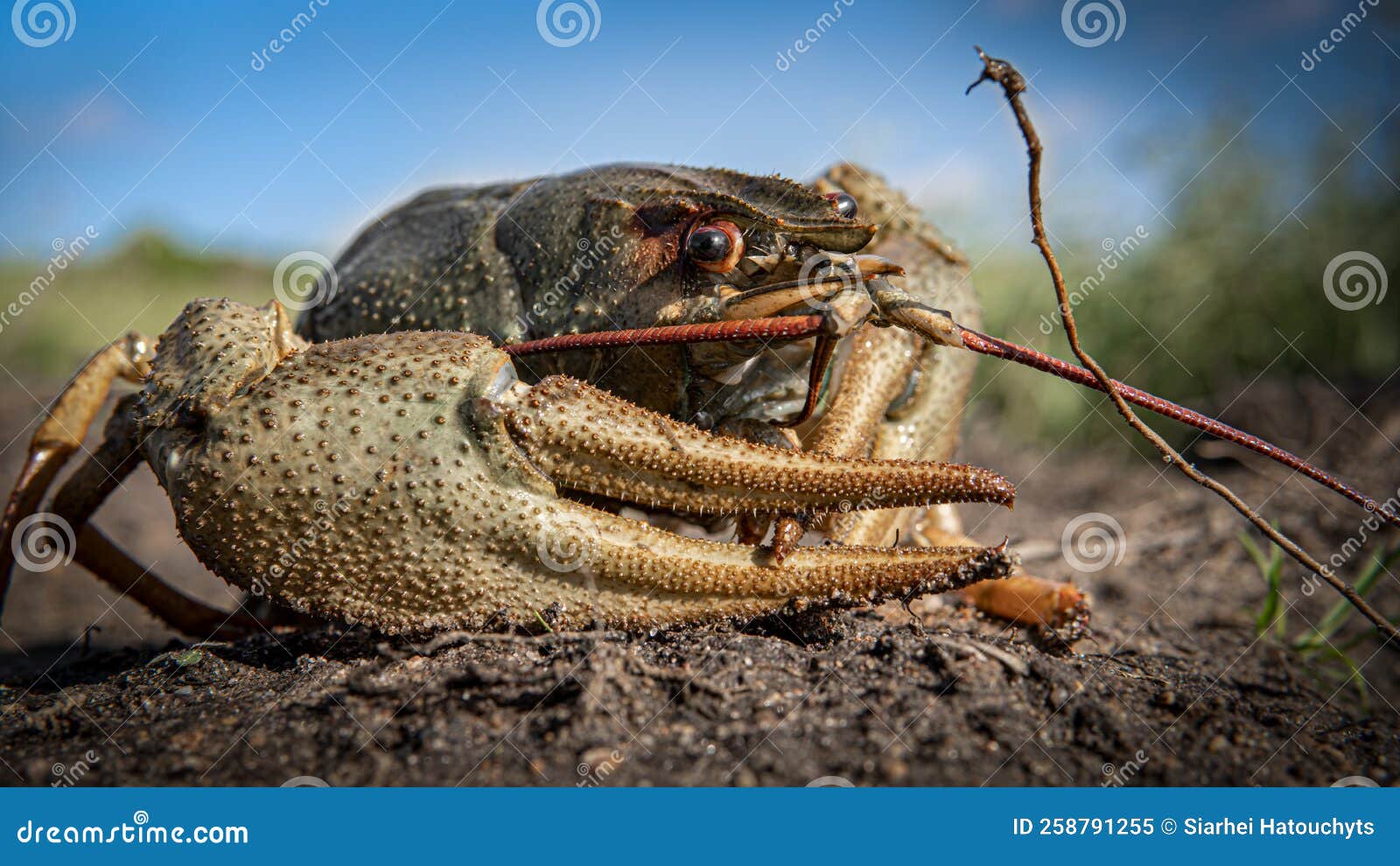 River crayfish stock image. Image of nature, seafood - 258791255