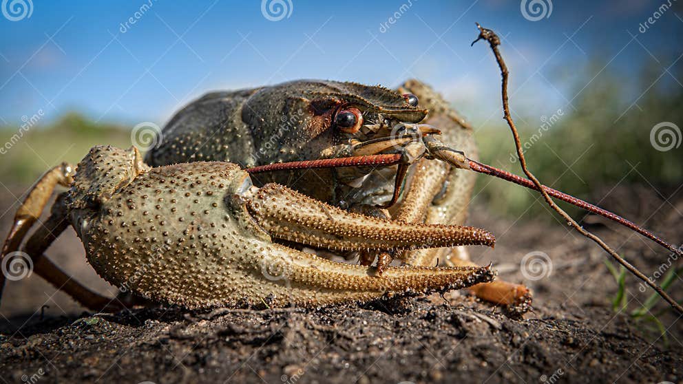 River crayfish stock image. Image of nature, seafood - 258791255