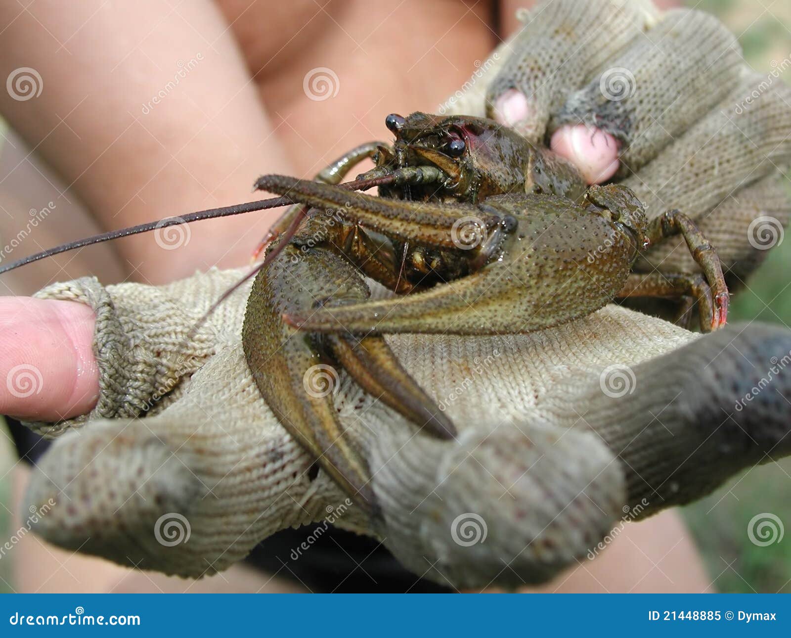 River Crayfish in Fabric Glove Hands Closeup Stock Image - Image of ...