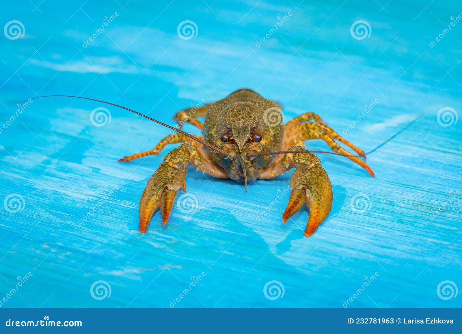 River Crayfish in Full-face on a Blue Wooden Background Stock Image ...